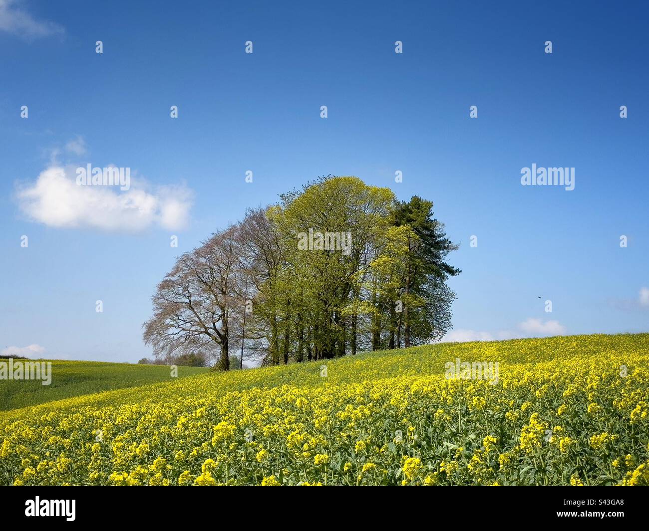 Clump of trees in a yellow field. Seven Springs Stock Photo - Alamy