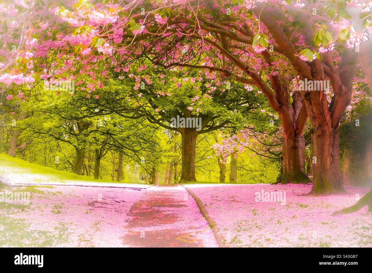 Cherry tree walk hi-res stock photography and images - Alamy