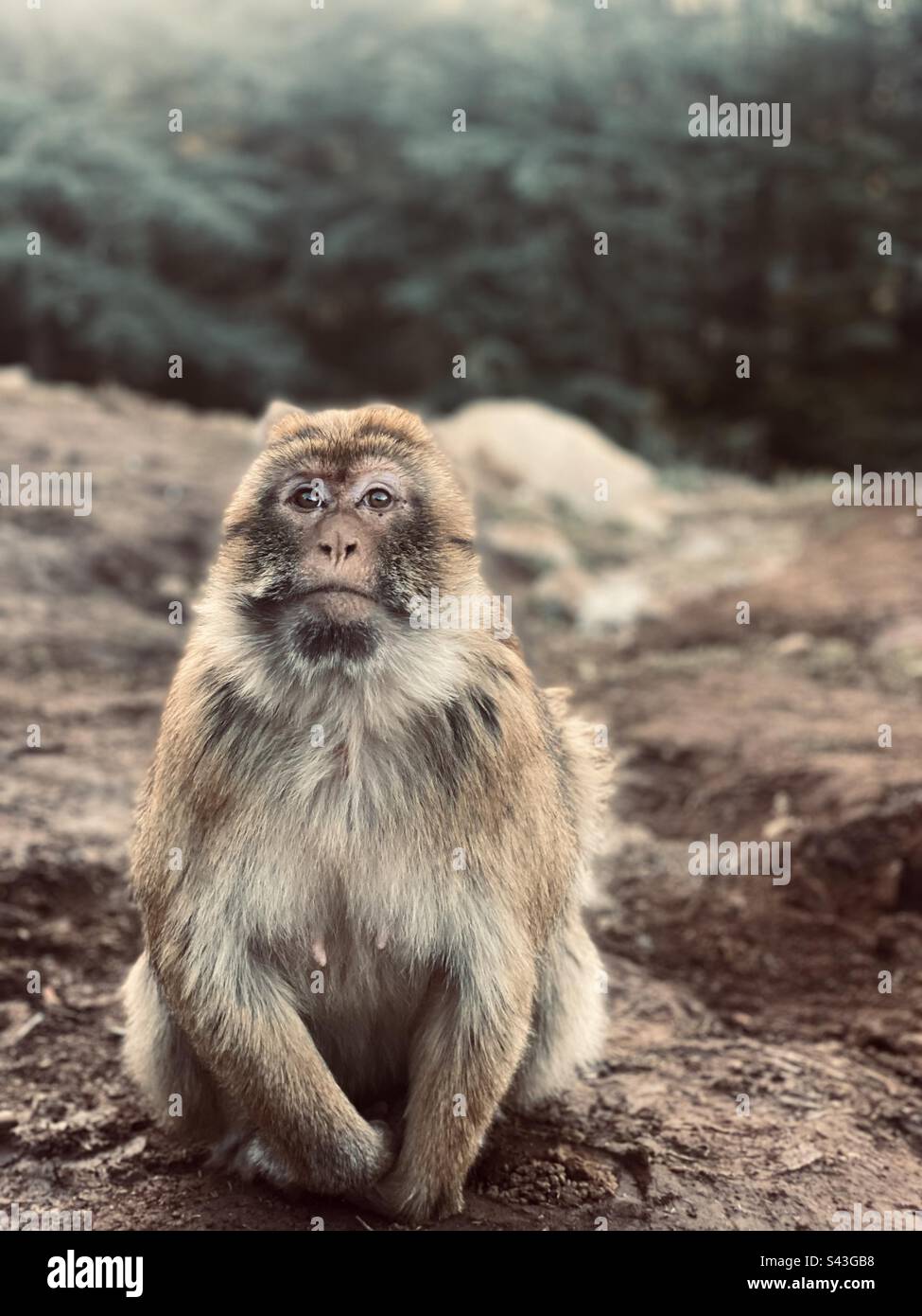 Monkey morocco hi-res stock photography and images - Alamy