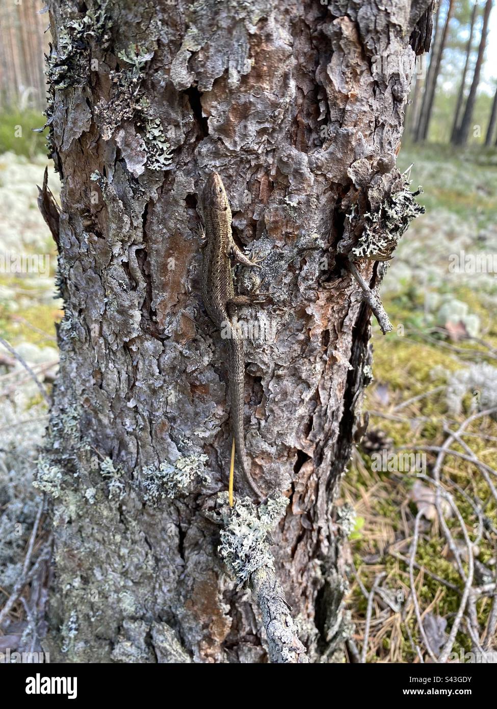 How to climb a tree hi-res stock photography and images - Alamy