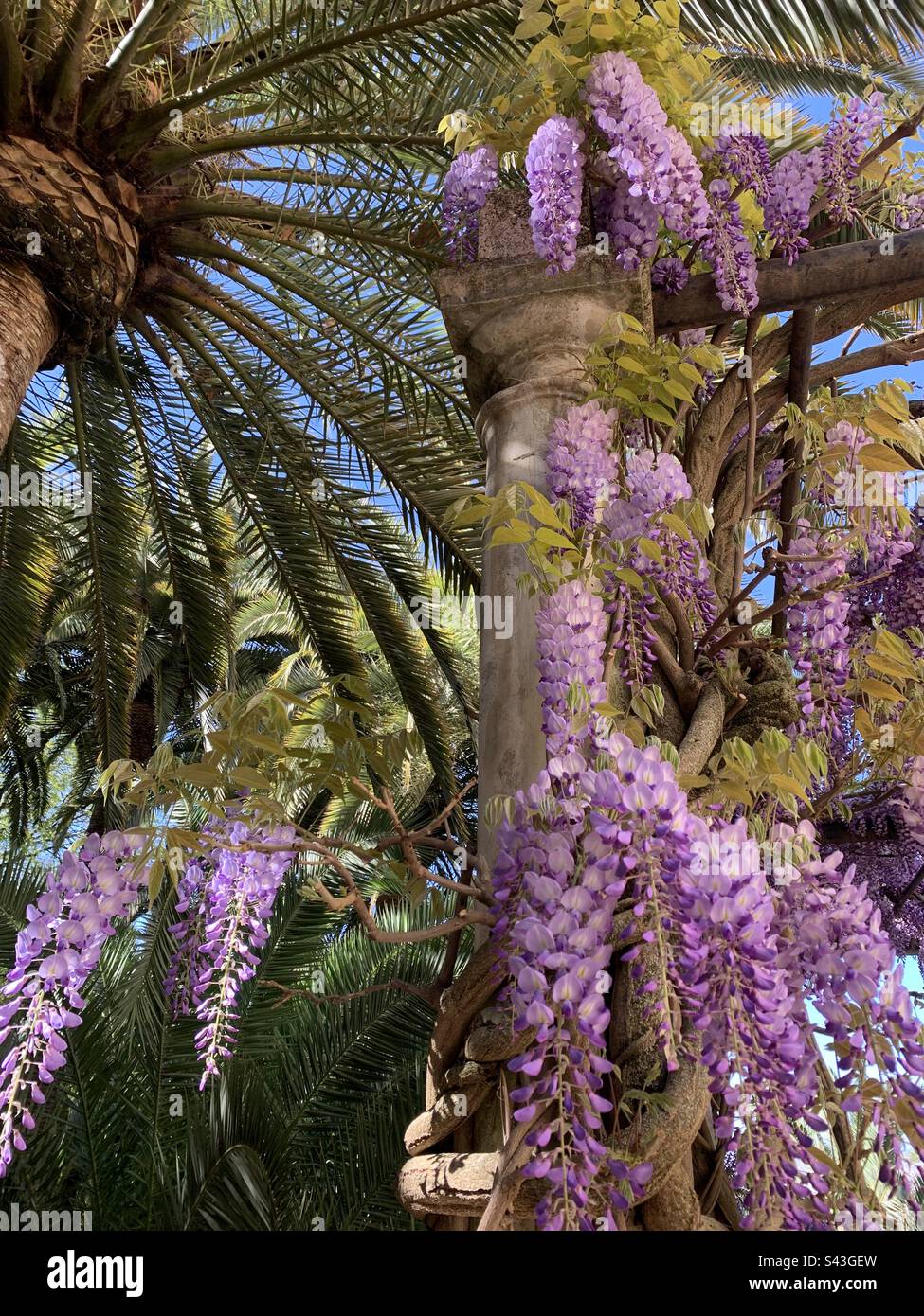Purple palm hi-res stock photography and images - Alamy