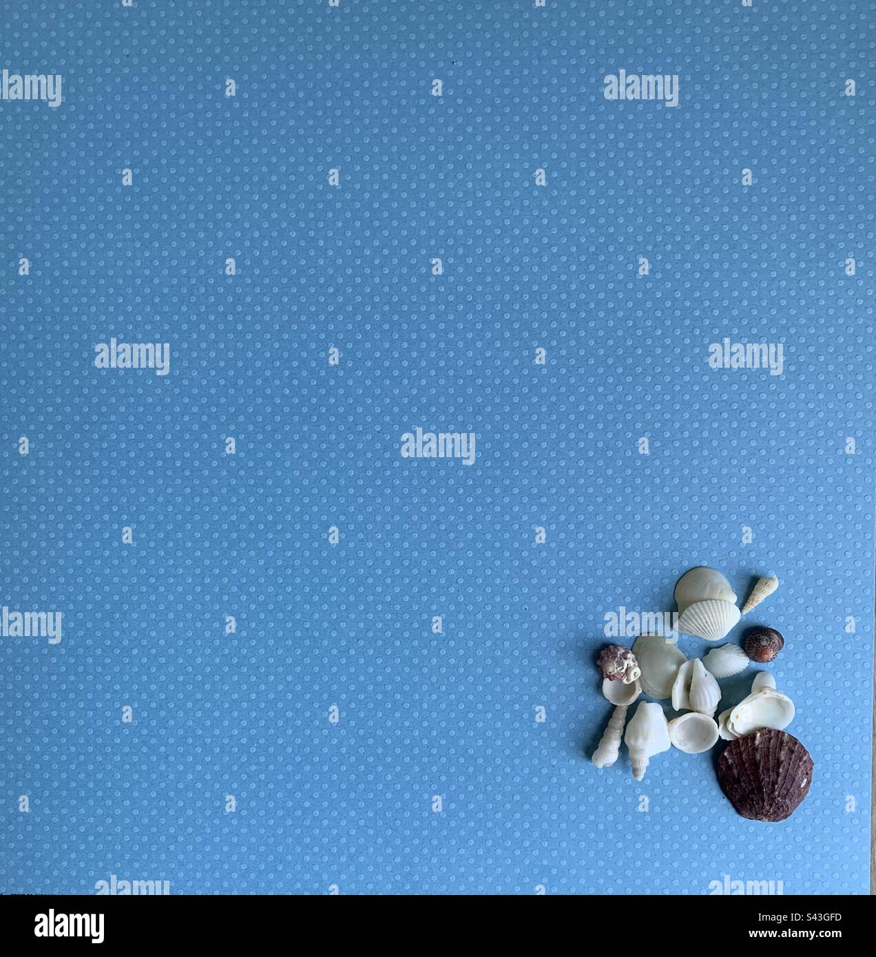 Mixed sea shells against a pale blue patterned background Stock Photo ...