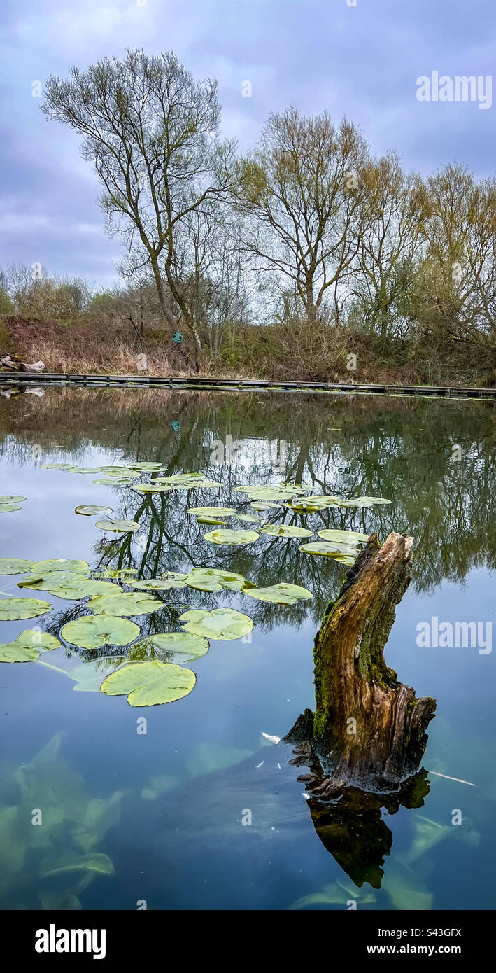 Aquatics water hi-res stock photography and images - Alamy