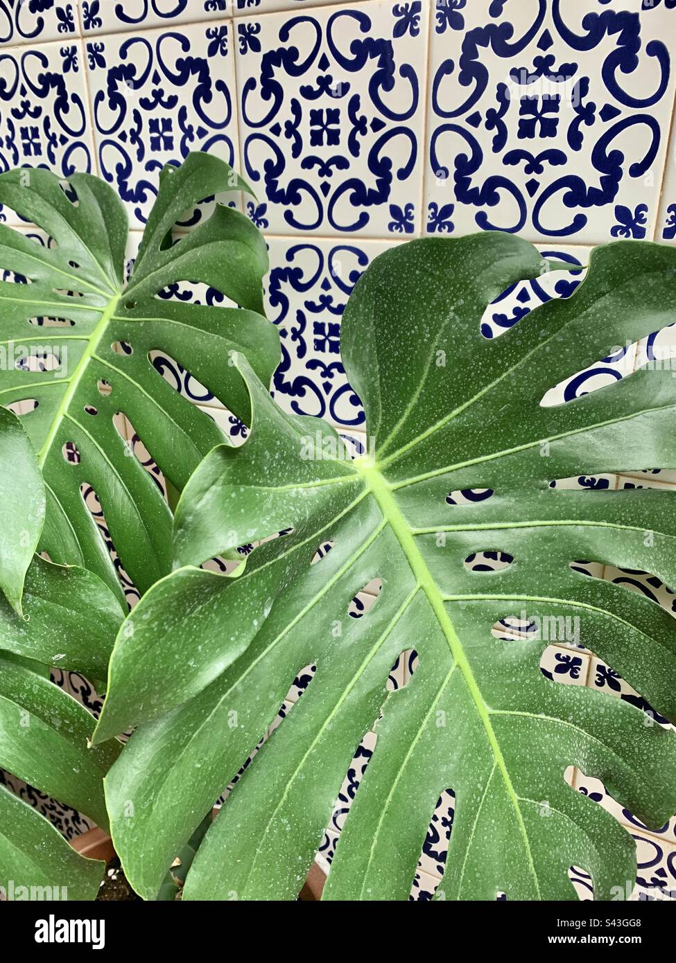 Monstera cheese plant leaves and decorative tiles Stock Photo - Alamy