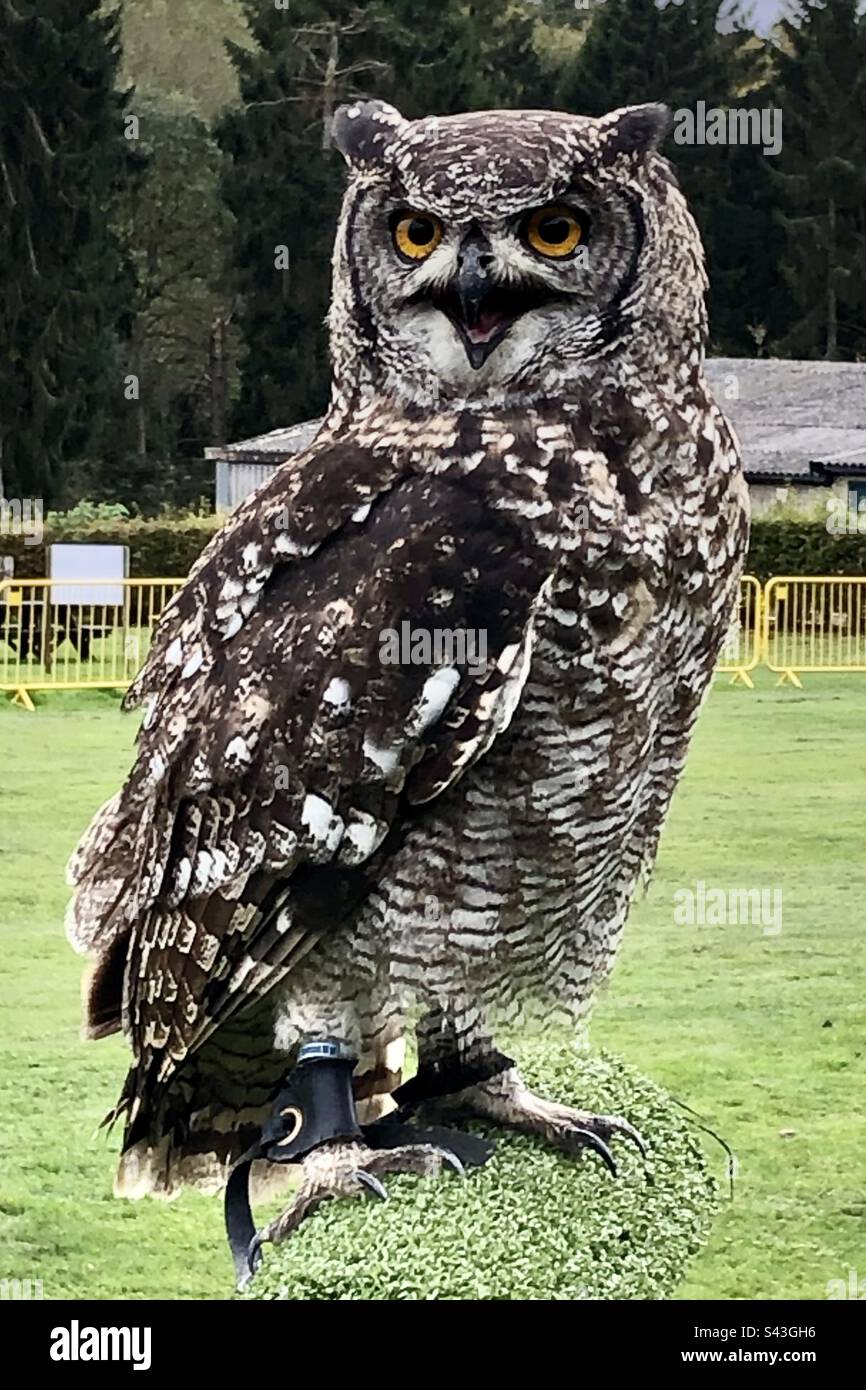 Owl castle hi-res stock photography and images - Alamy
