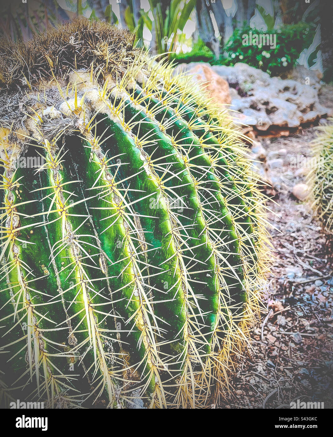 Round garden hi-res stock photography and images - Alamy