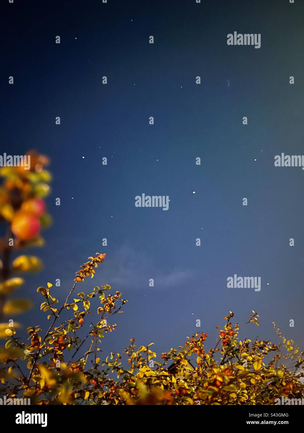 Starry look hi-res stock photography and images - Alamy