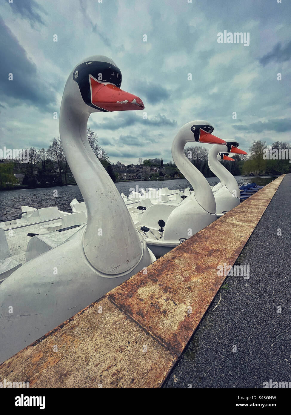 Swans n the river hi-res stock photography and images - Alamy