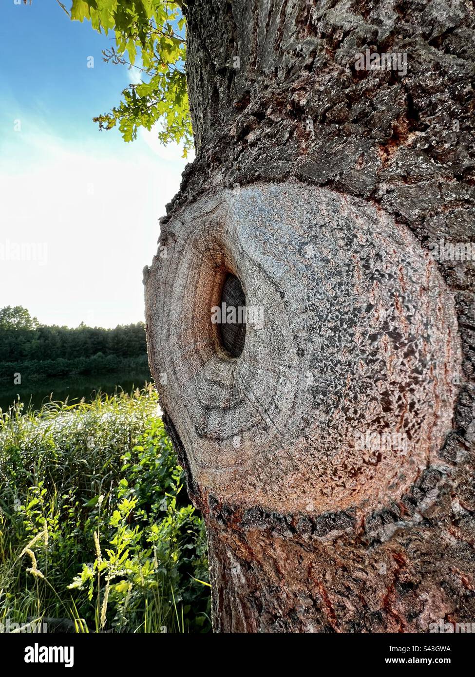 Tree hole hi-res stock photography and images - Alamy