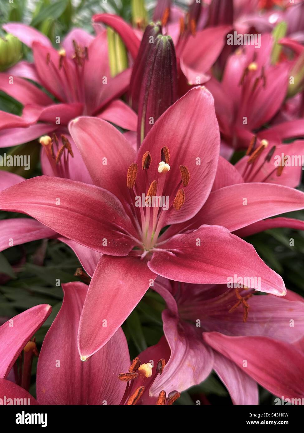 Maroon lilies hi-res stock photography and images - Alamy