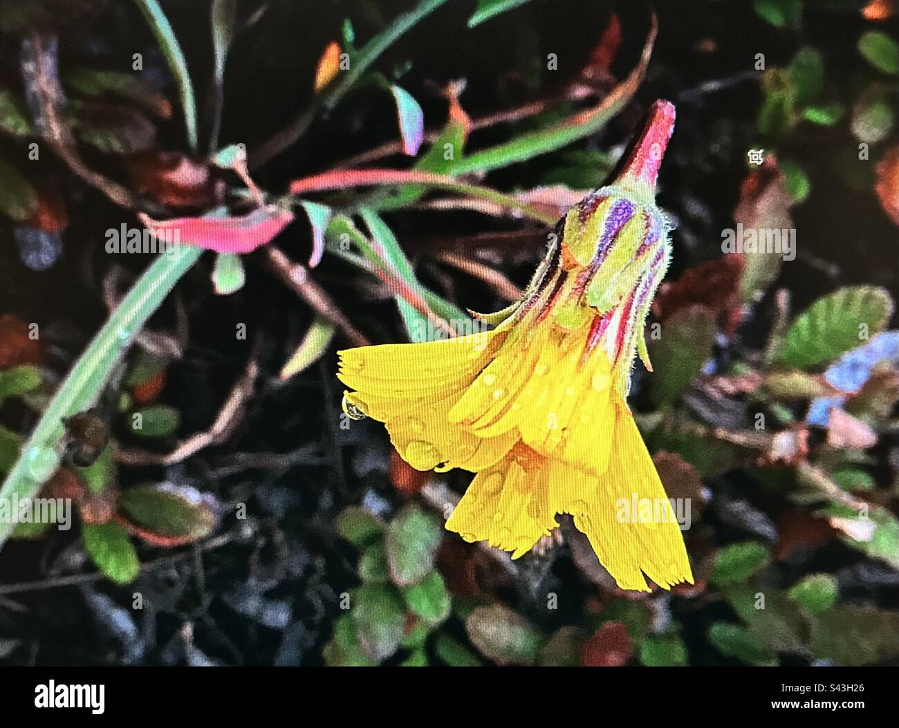 Wild flower, wilderness, flora, yellow Stock Photo - Alamy
