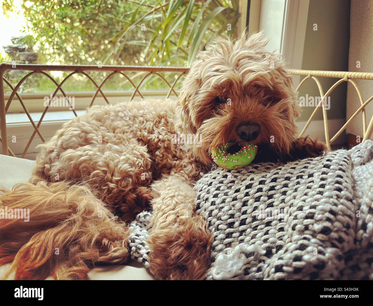 Cavoodle dog hi-res stock photography and images - Alamy