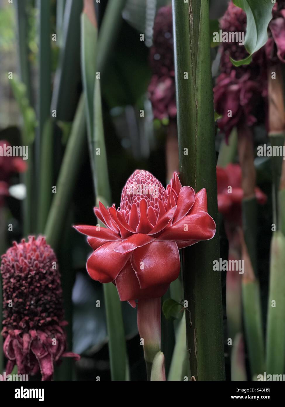 Waratah hi-res stock photography and images - Alamy