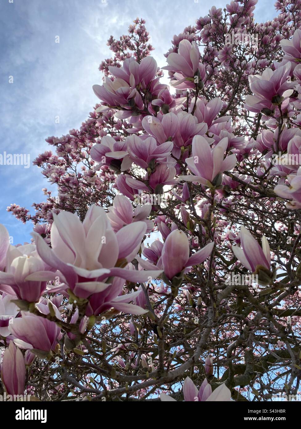Hoosier beauty hi-res stock photography and images - Alamy
