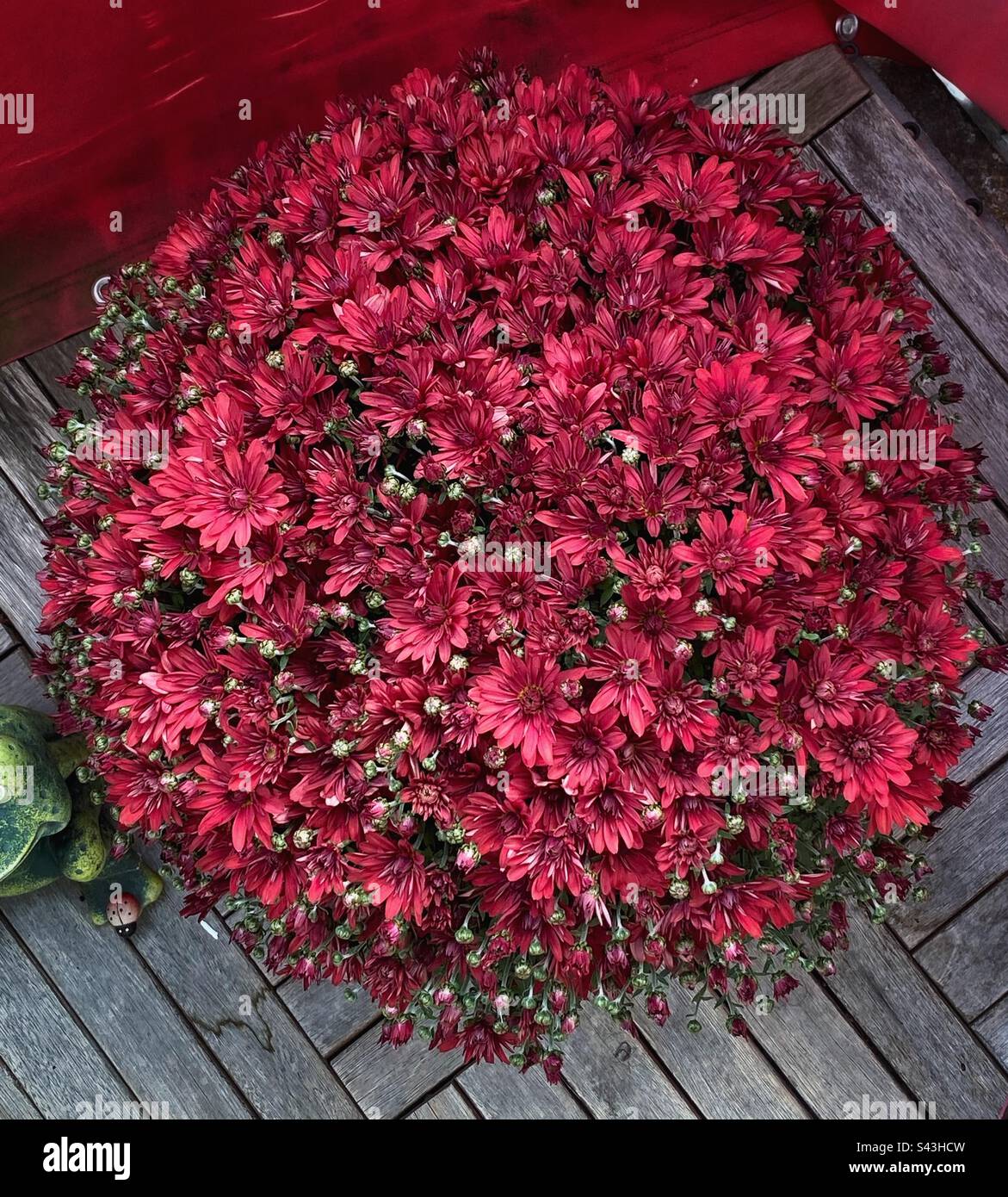 Red flowers on balcony hi-res stock photography and images - Alamy