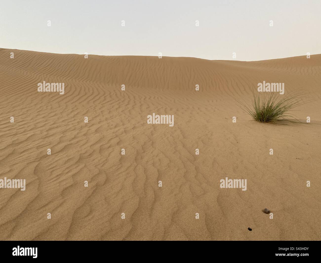 Dubai wilderness hi-res stock photography and images - Alamy