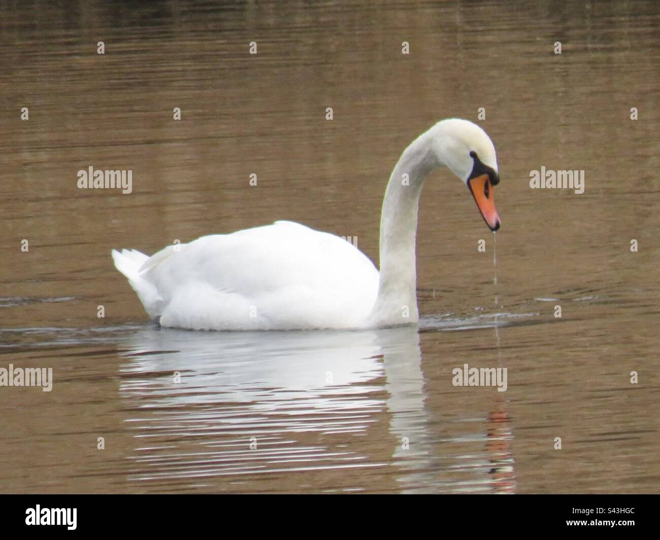 Swan swan swan swan white smartphone stock photos and images - Alamy