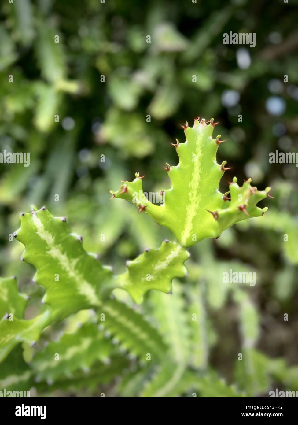 Close Up Of The Stems Of A Caribbean Cactus Tree Photo Taken In Guadeloupe In January 2023