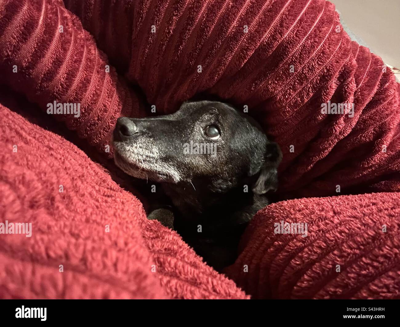 Duvets bed hi-res stock photography and images - Alamy