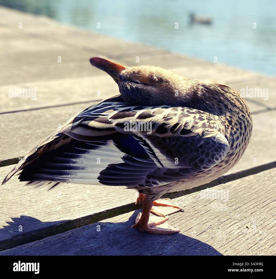 Chilled duck hi-res stock photography and images - Alamy