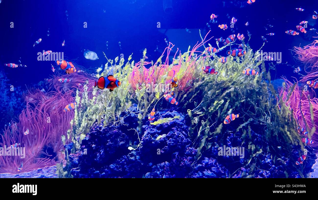 Underwater world hi-res stock photography and images - Alamy