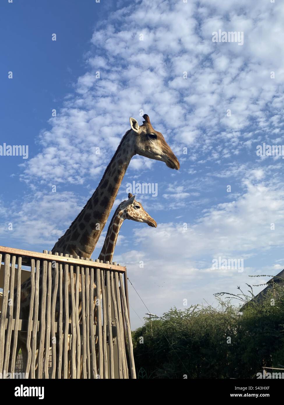 Graceful giraffe hi-res stock photography and images - Alamy