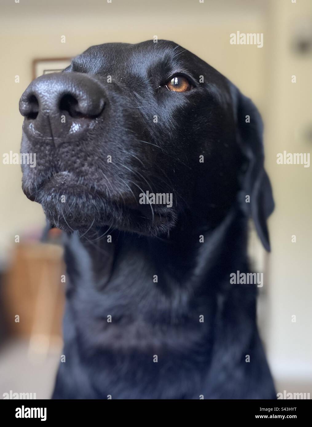 Labrador dog eyes close up hi-res stock photography and images - Alamy