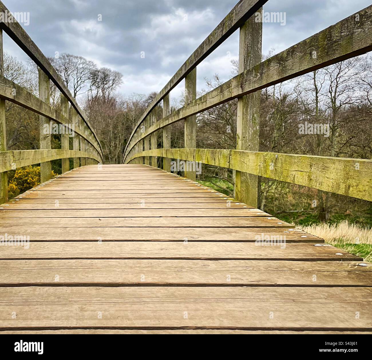 ‘A bridge too far?’ A wooden footbridge disappears into the woodland ...