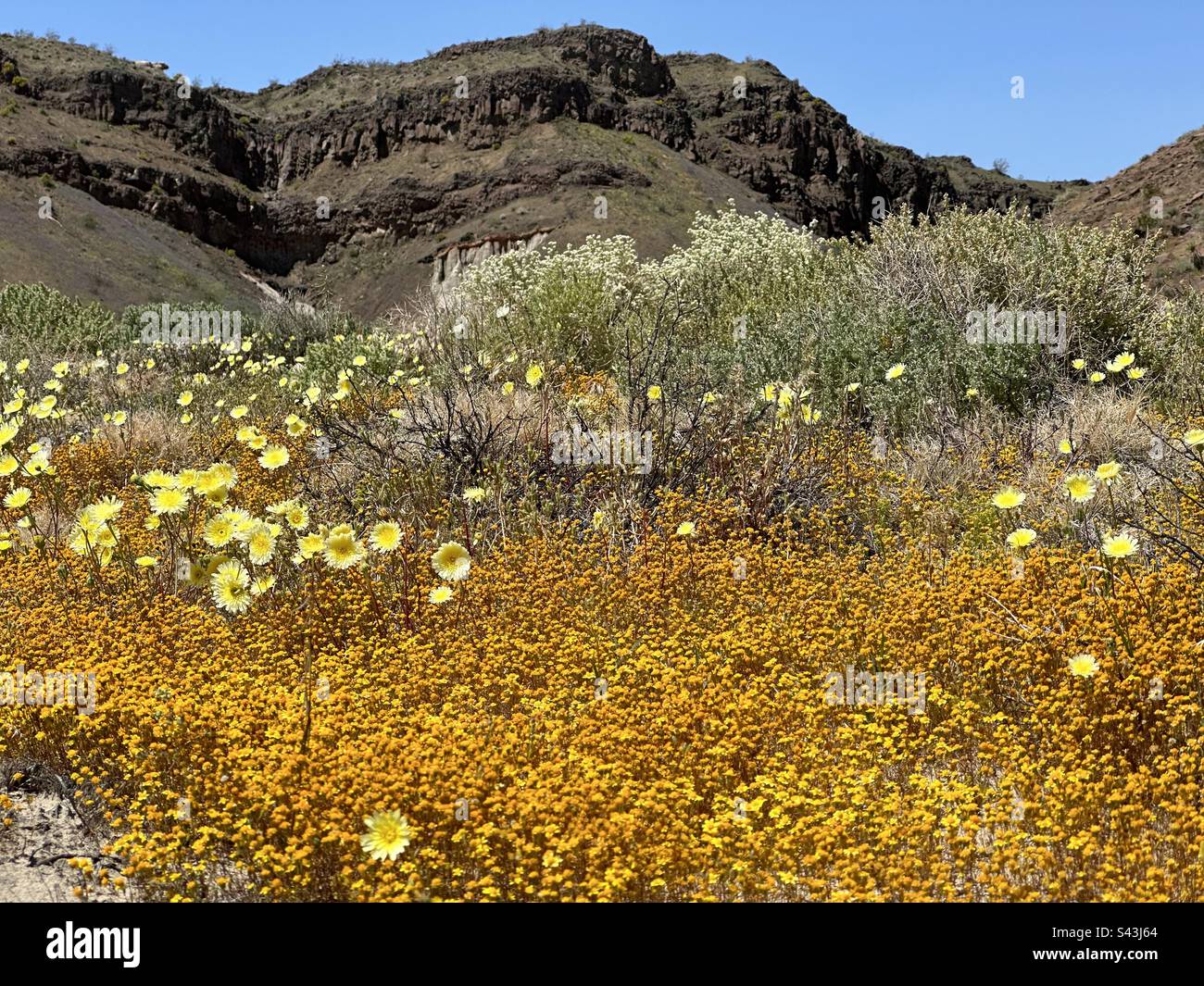Wildflowers bloom in the Mojave Desert in spring Stock Photo - Alamy