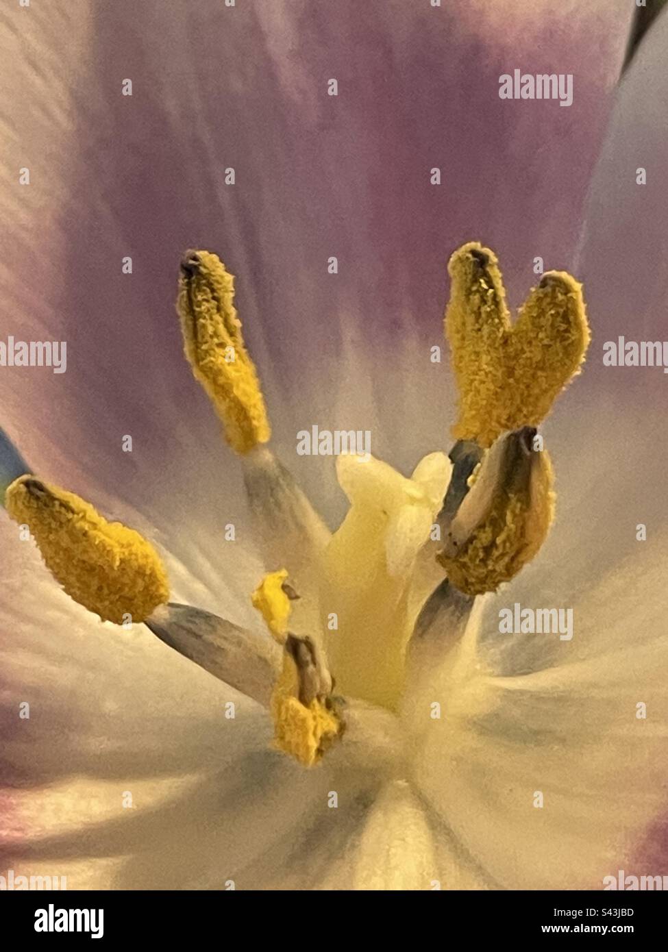 Inside the tulip Stock Photo - Alamy