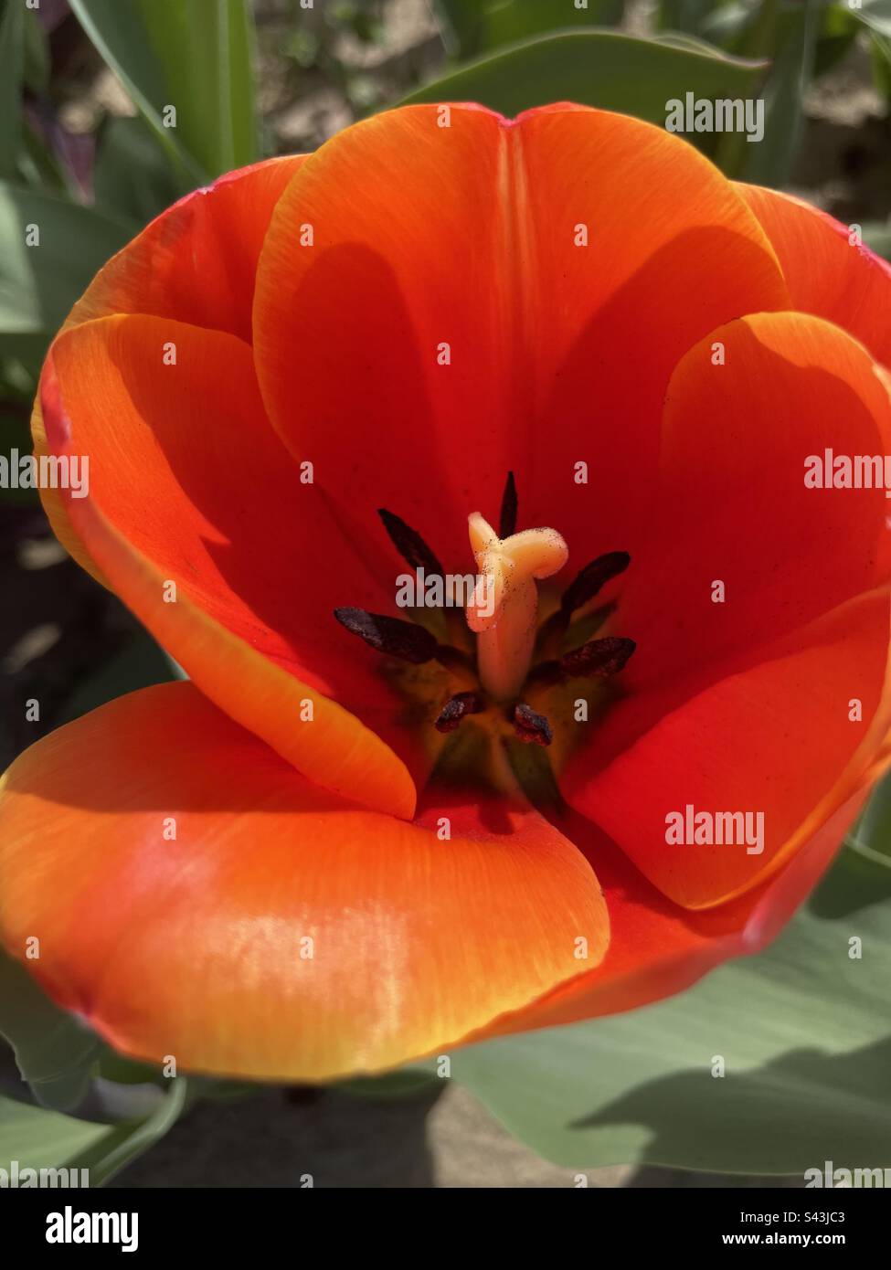Red big tulip hi-res stock photography and images - Alamy