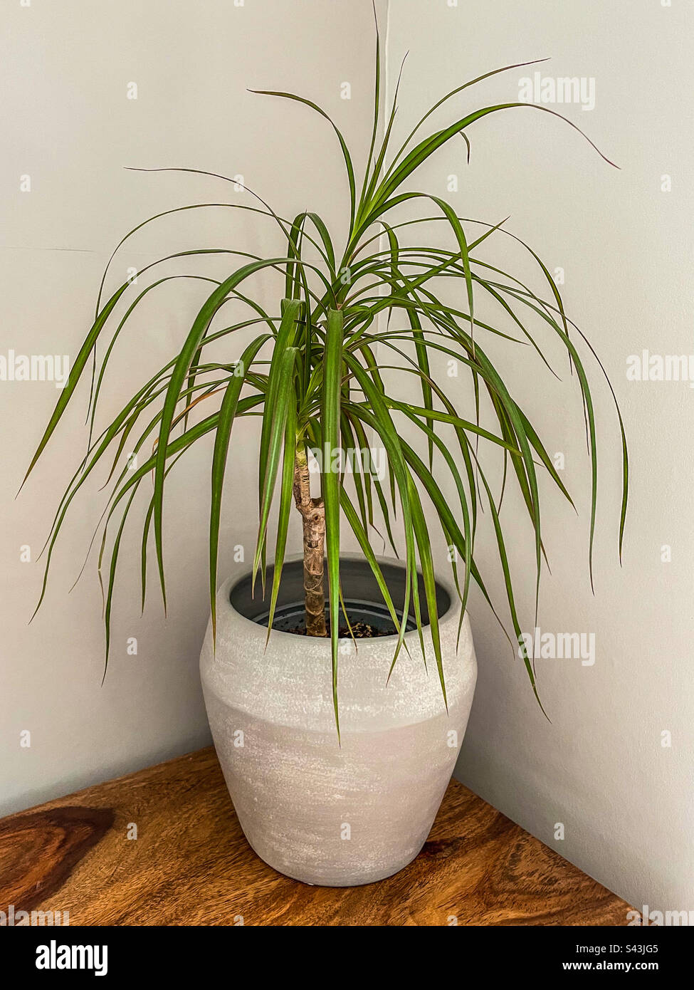 Grey plant pot hi-res stock photography and images - Alamy