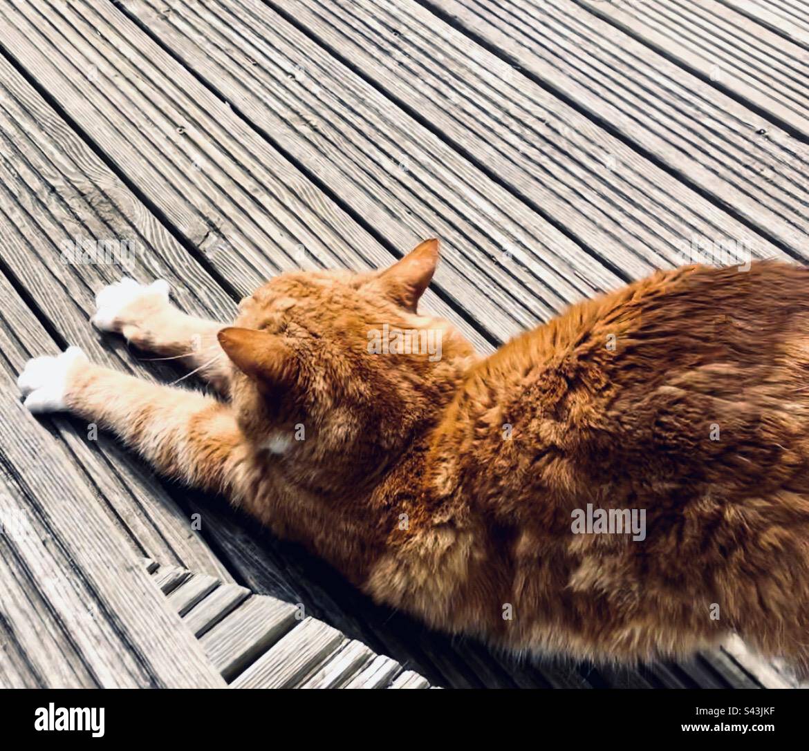 Cat pose yoga hi-res stock photography and images - Alamy