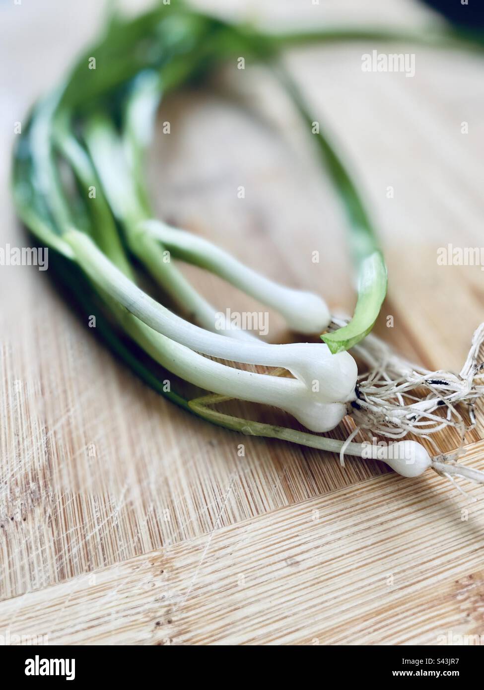 Three cornered leek food hi-res stock photography and images - Alamy
