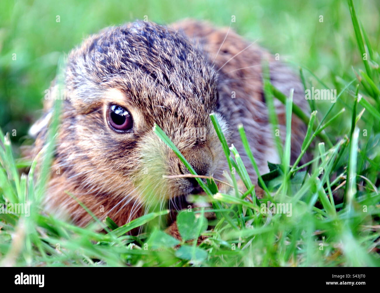 Hare baby hi-res stock photography and images - Alamy
