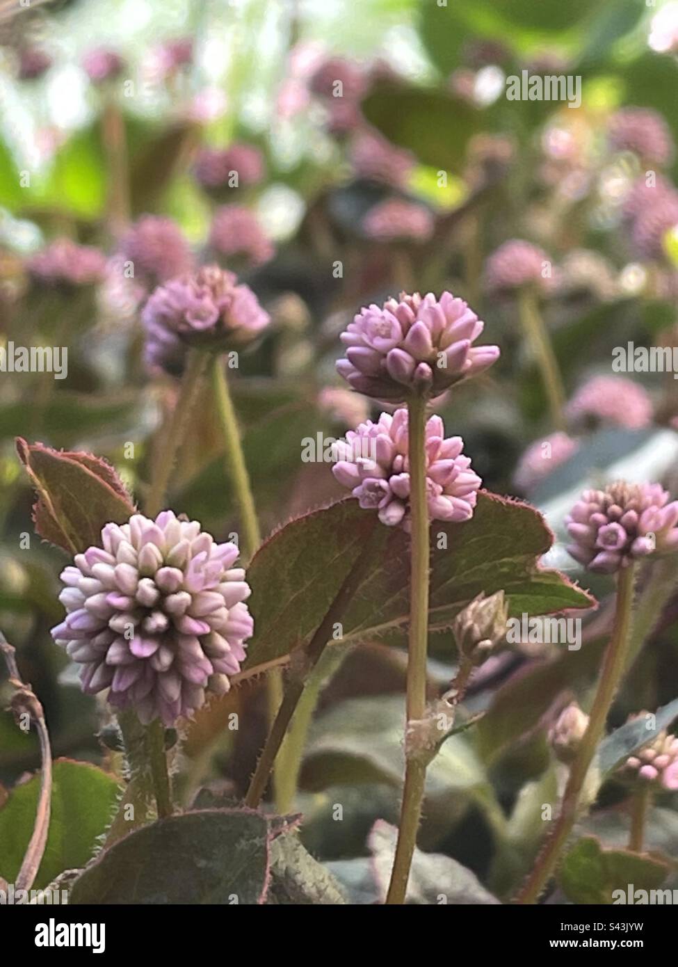 Pink knotweed hi-res stock photography and images - Alamy