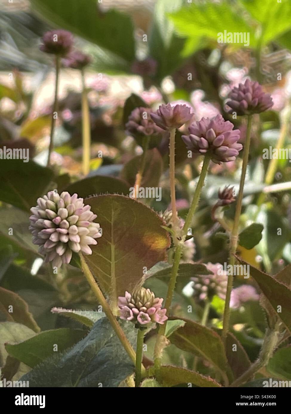 Pink knotweed hi-res stock photography and images - Alamy