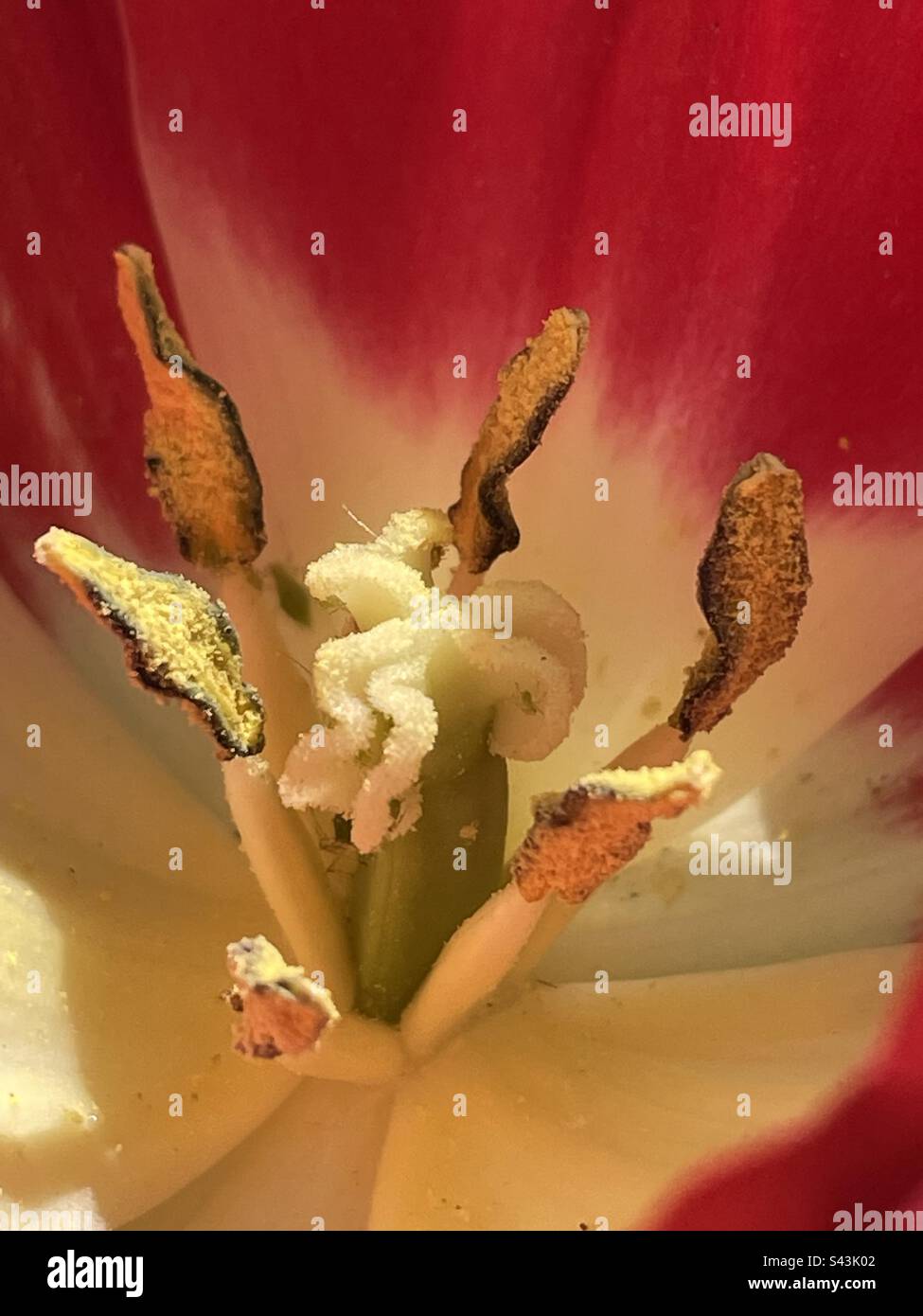 Stamen pollen hi-res stock photography and images - Alamy