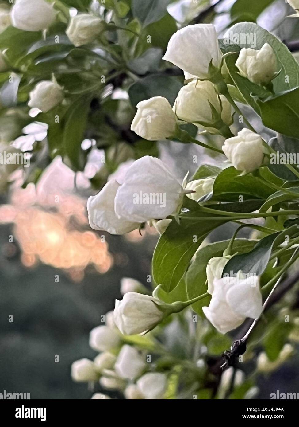 Spring sunset hi-res stock photography and images - Alamy