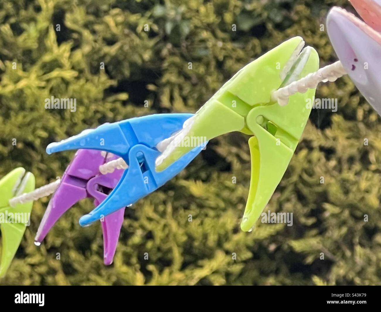 Colourful pegs dripping with water on a washing line Stock Photo - Alamy