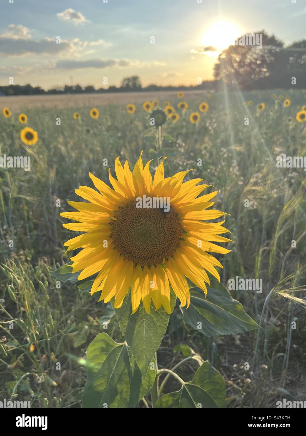 Sunset bee hi-res stock photography and images - Alamy