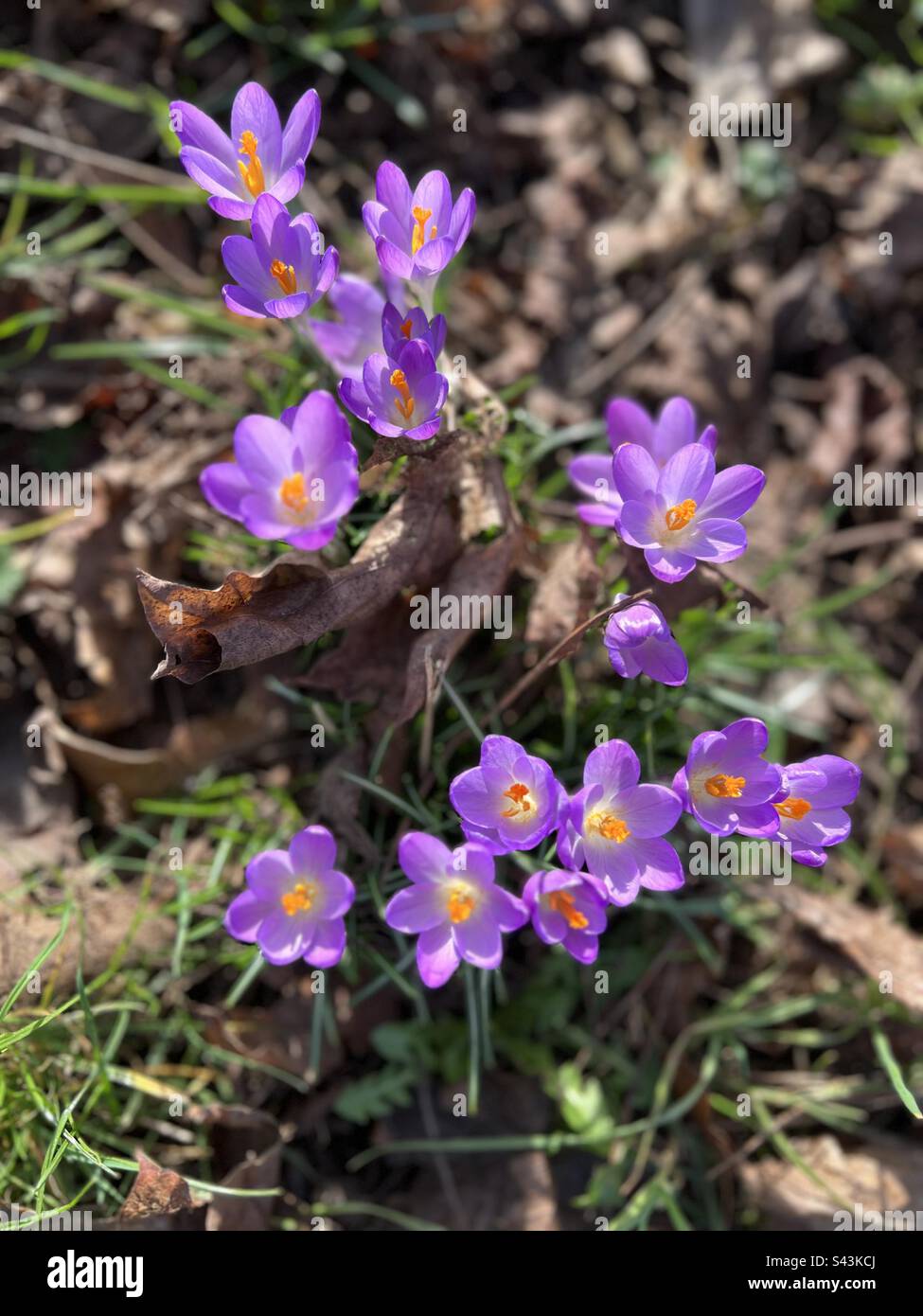 Clump of flowers hi-res stock photography and images - Alamy