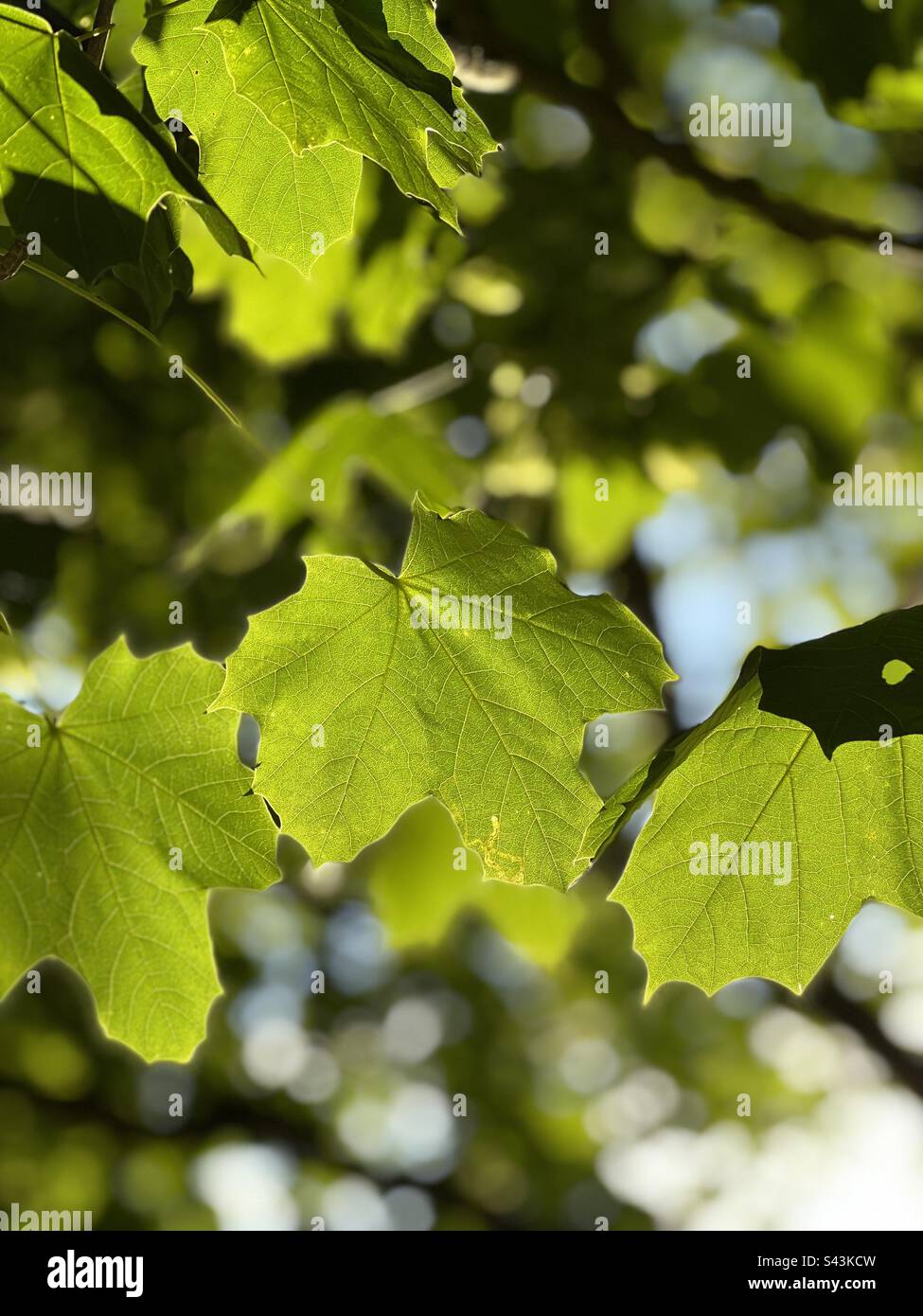 Light dappled leaves hi-res stock photography and images - Alamy