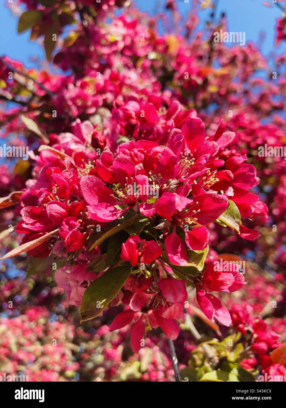 Spring has sprung flowers Stock Photo - Alamy
