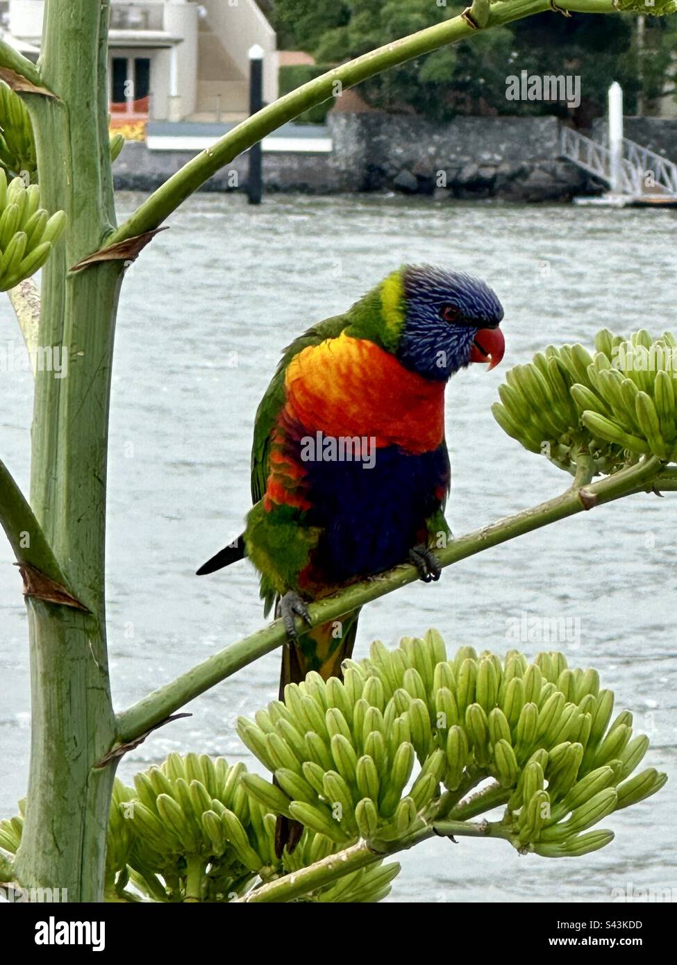 Trichoglossus moluccanus hi-res stock photography and images - Alamy
