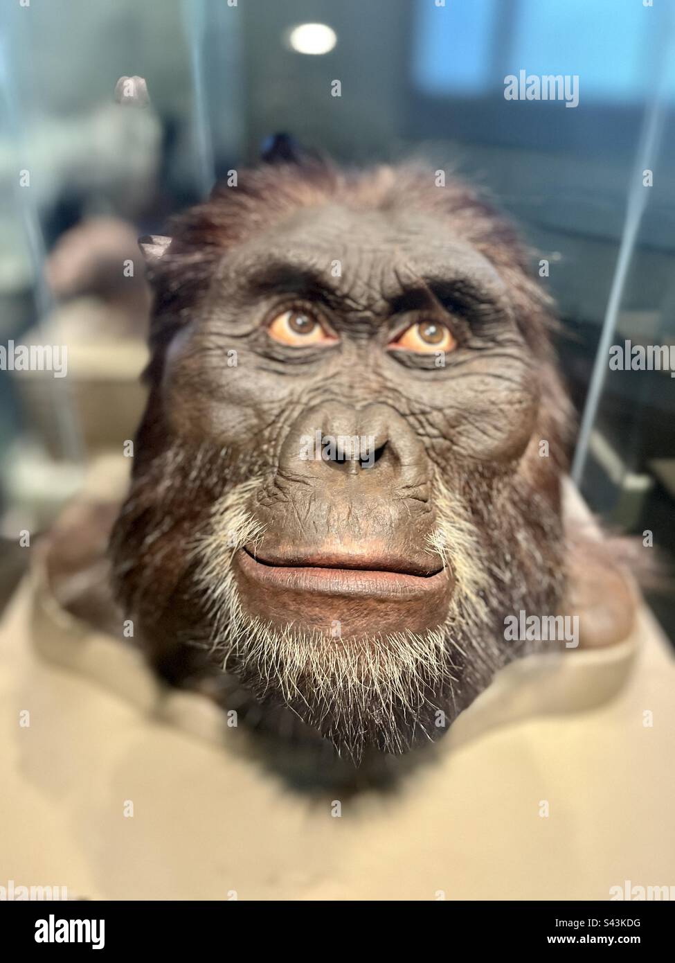 Model of a neanderthal hi-res stock photography and images - Alamy