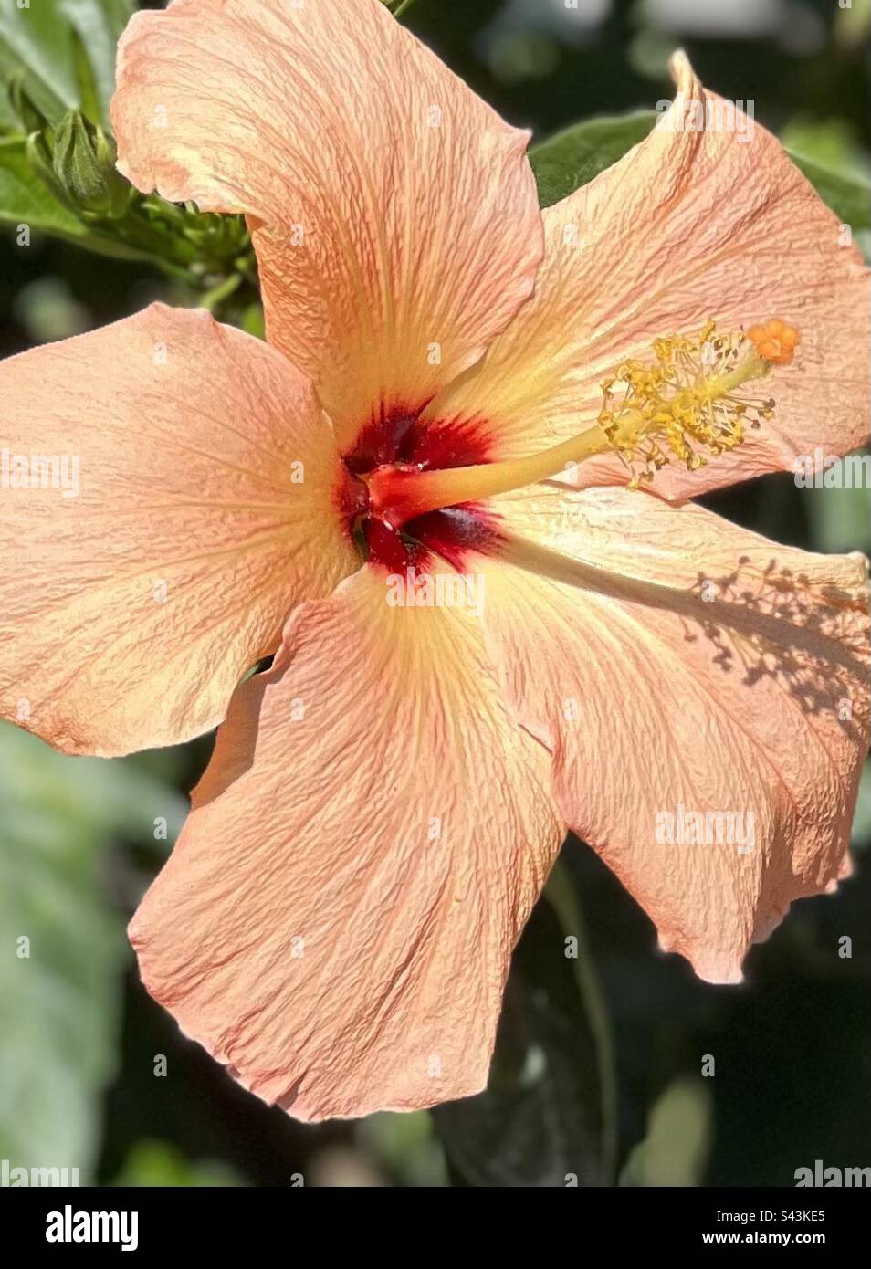 Peach hibiscus flower hi-res stock photography and images - Alamy