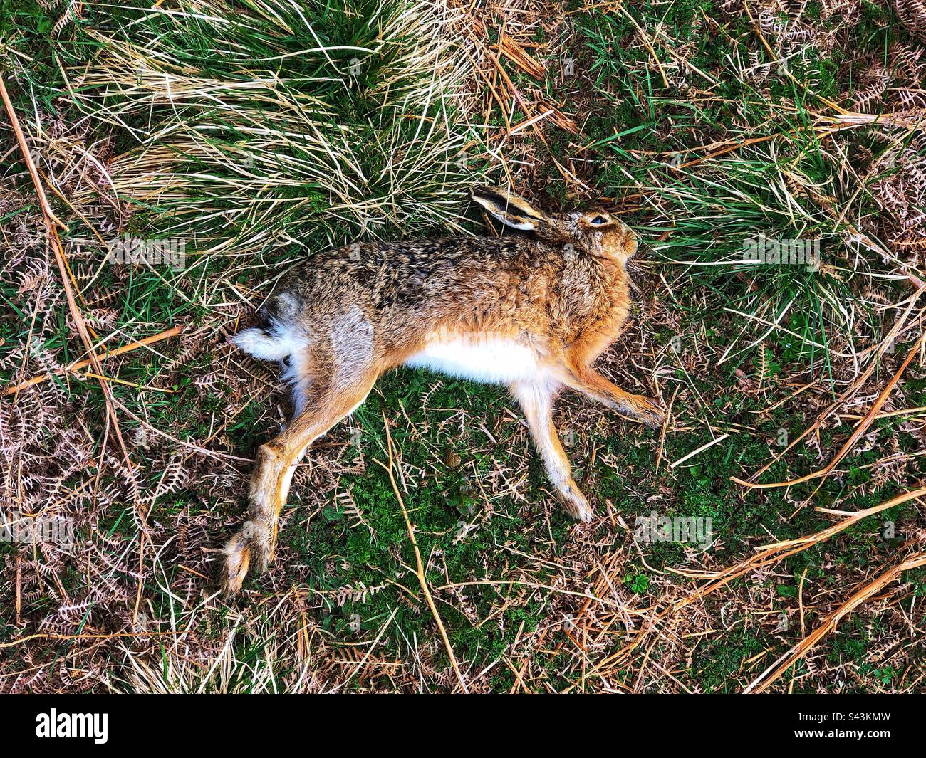 Recently deceased Dead Common Hare on grass verge Stock Photo - Alamy