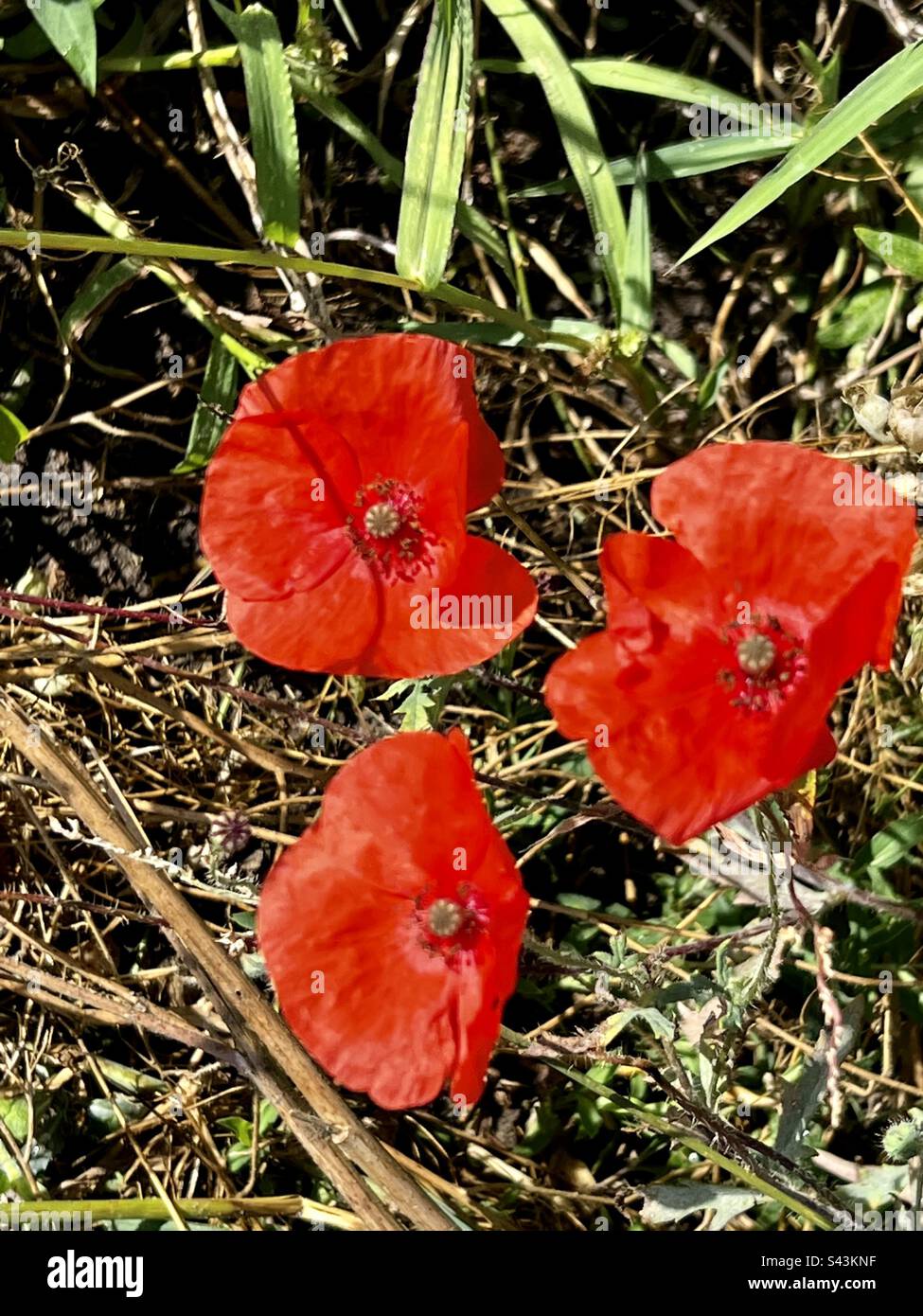 Three red poppy hi-res stock photography and images - Alamy