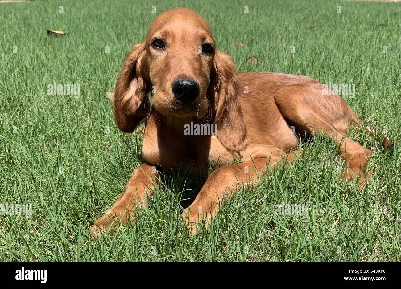 Irish Setter Puppy relaxing in grass Stock Photo - Alamy